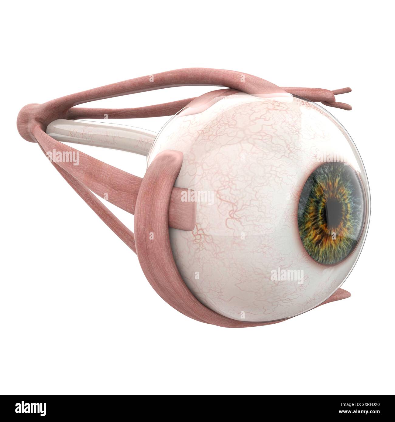 Occhio ottico immagini e fotografie stock ad alta risoluzione - Alamy