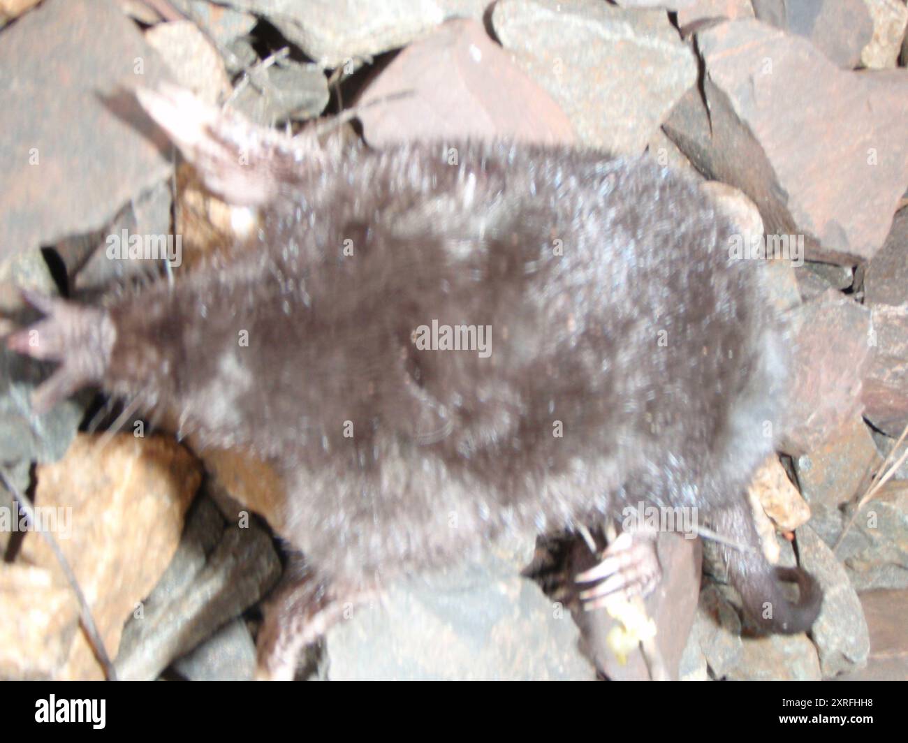 Star nosed mole condylura cristata immagini e fotografie stock ad alta ...
