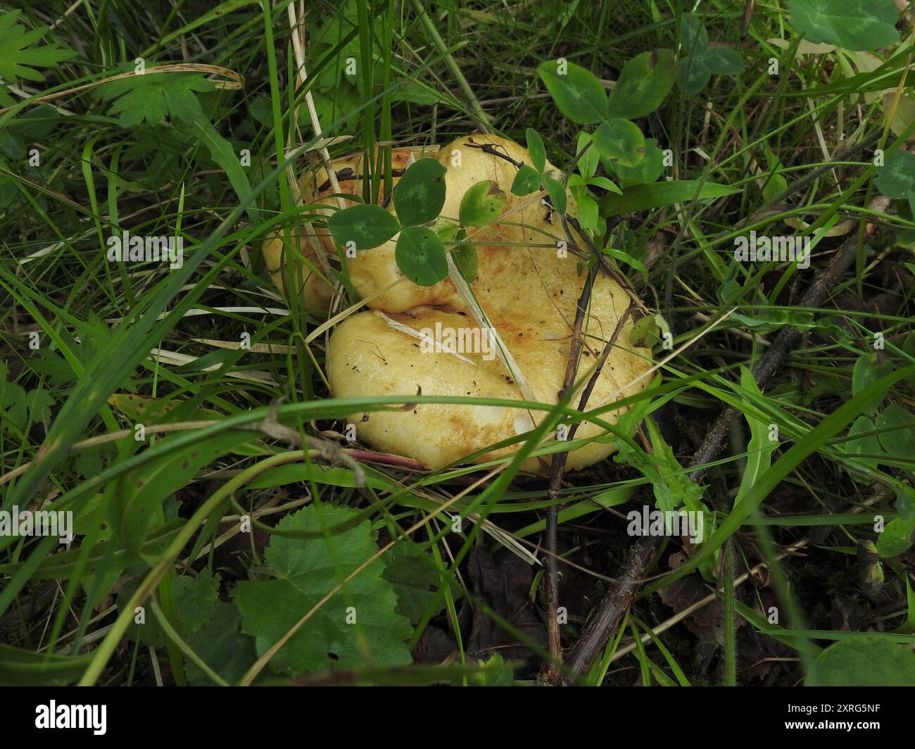 Lactarius resimus immagini e fotografie stock ad alta risoluzione - Alamy