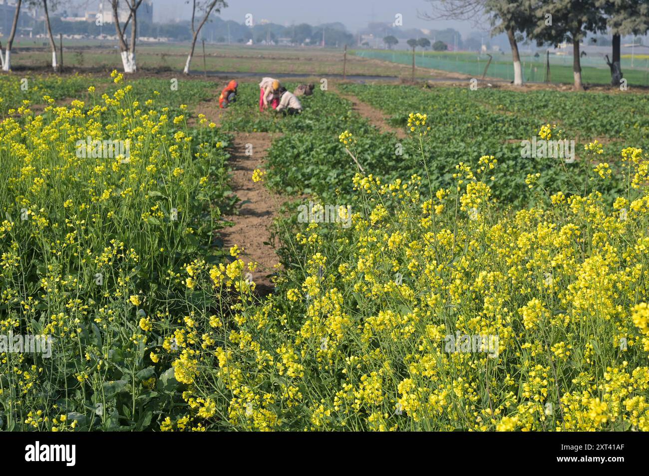 Indisches senffeld immagini e fotografie stock ad alta risoluzione - Alamy