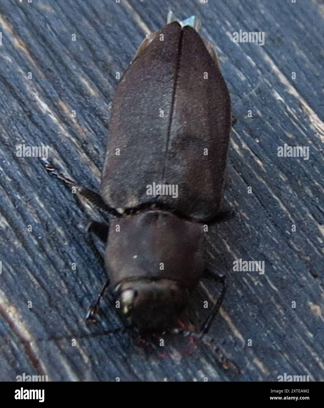 Melanophila acuminata immagini e fotografie stock ad alta risoluzione ...
