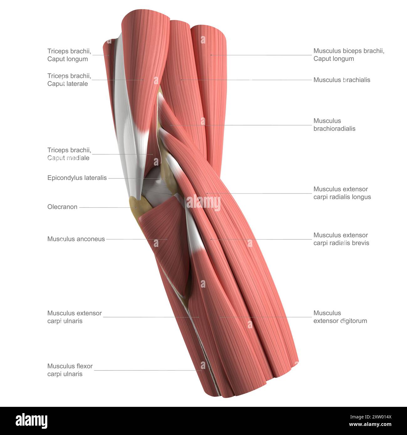 Anatomia Del Braccio Umano Etichettata