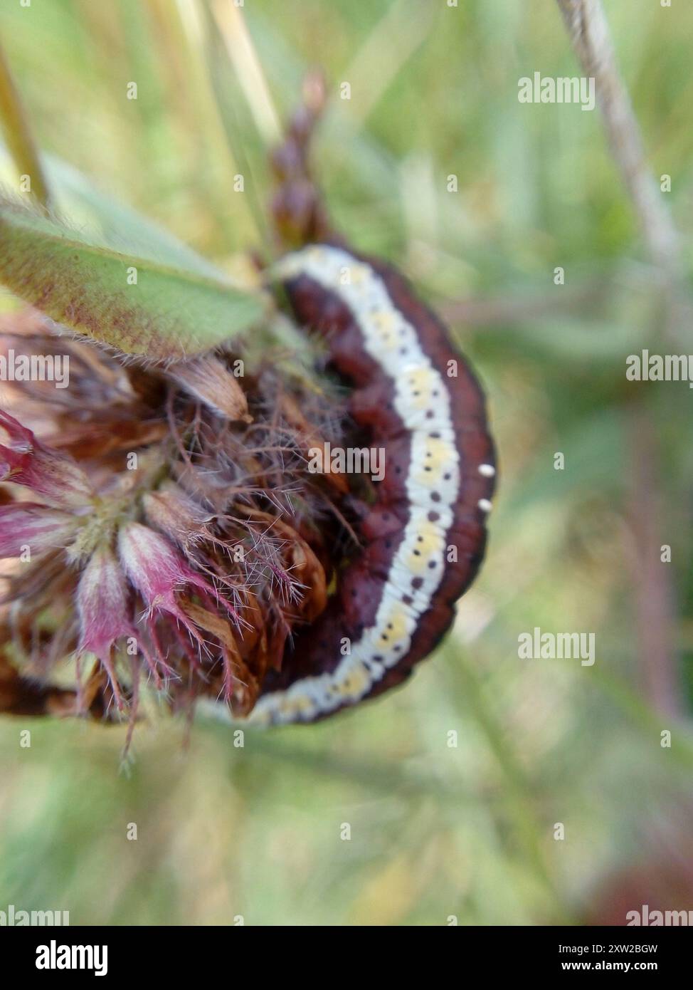 Cucullia lucifuga immagini e fotografie stock ad alta risoluzione - Alamy