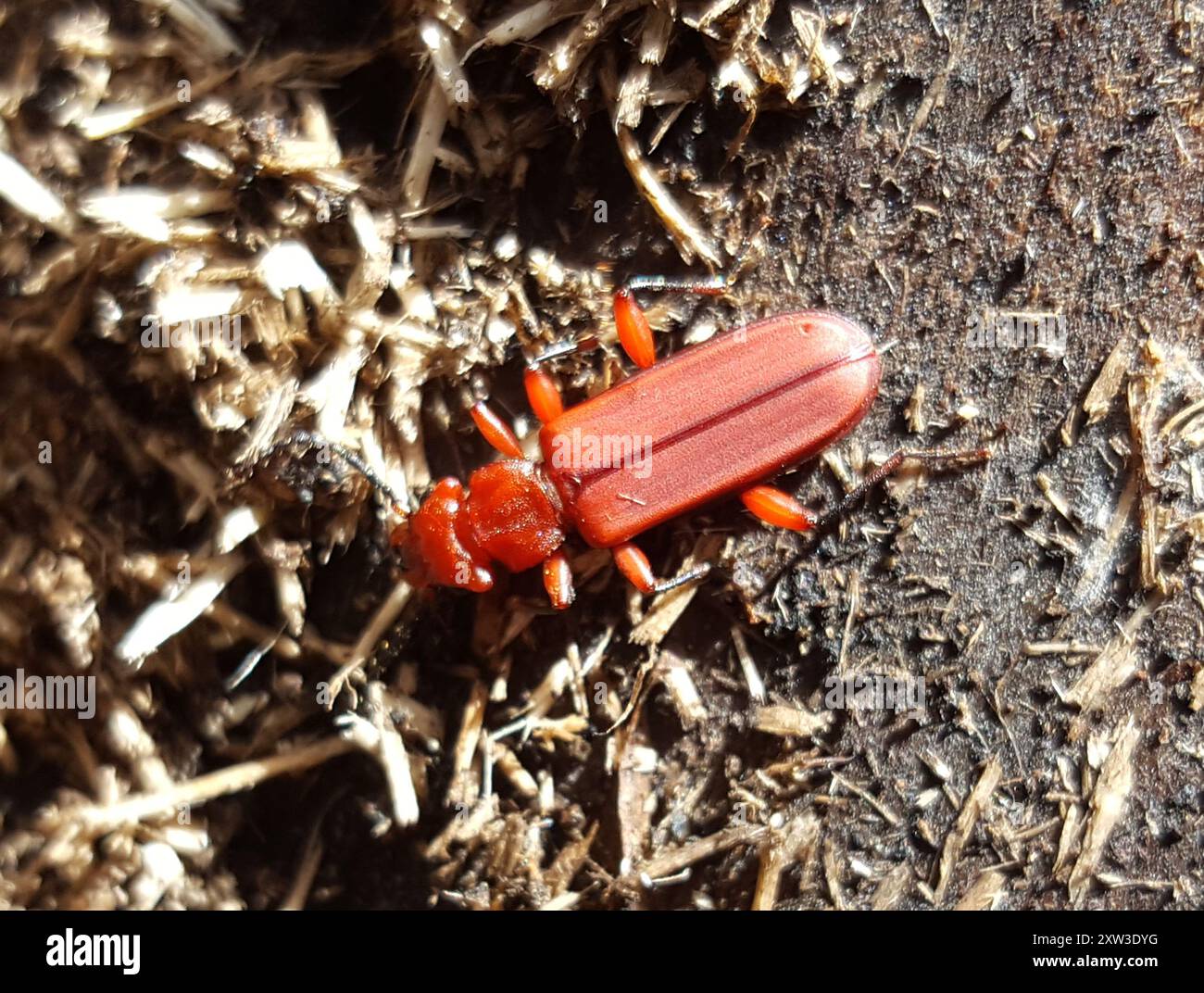 Cucujus clavipes immagini e fotografie stock ad alta risoluzione - Alamy