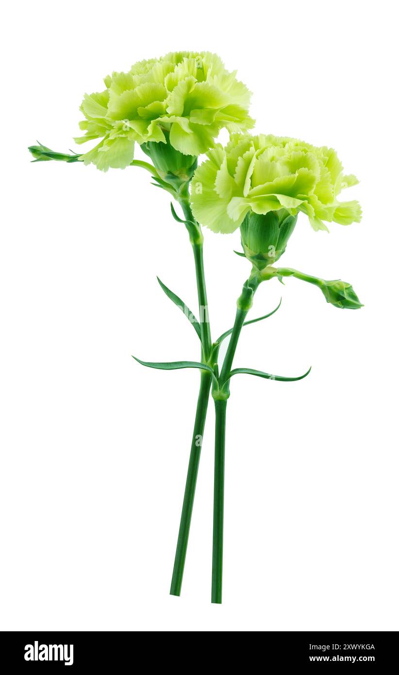 Garofano verde immagini e fotografie stock ad alta risoluzione - Alamy