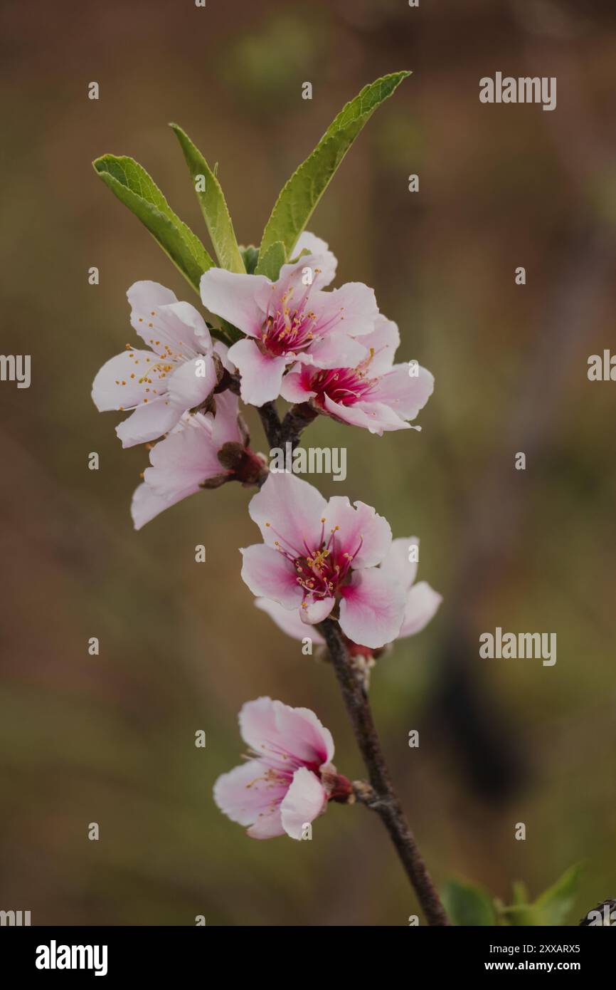 Fiori di ciliegio in fiore di pesca immagini e fotografie stock ad alta ...
