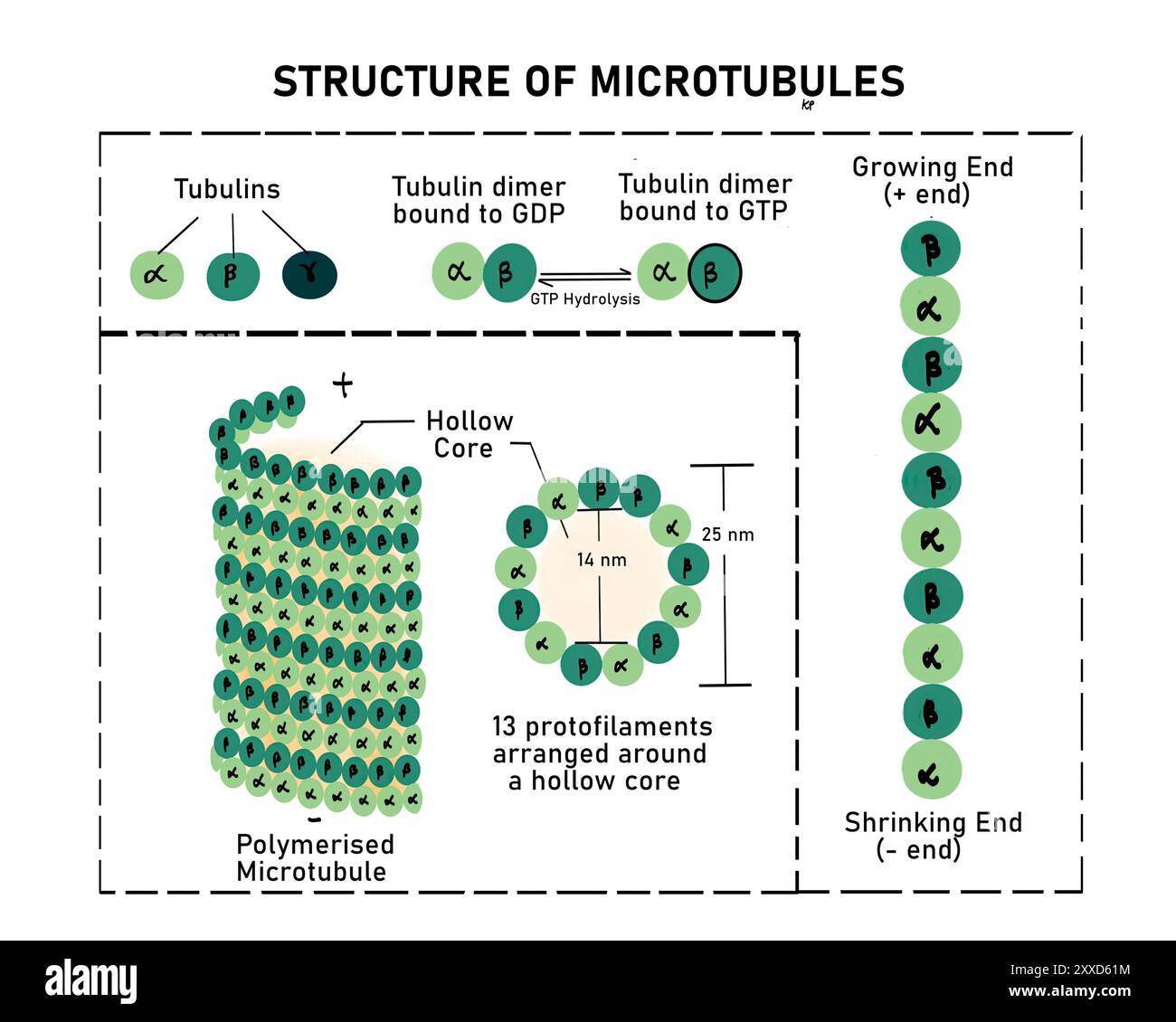 Struttura e funzioni del microtubulo, illustrazione. I microtubuli ...