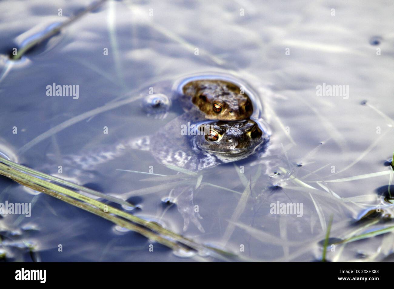 Periodo di deposizione delle uova immagini e fotografie stock ad alta ...