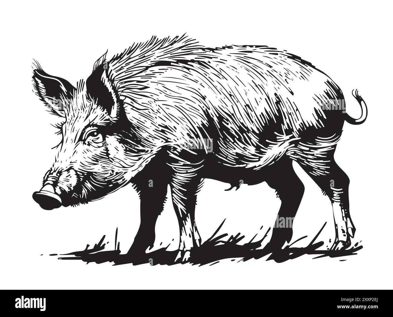 Illustrazione di cinghiale Foto e Immagini Stock in Bianco e Nero - Alamy