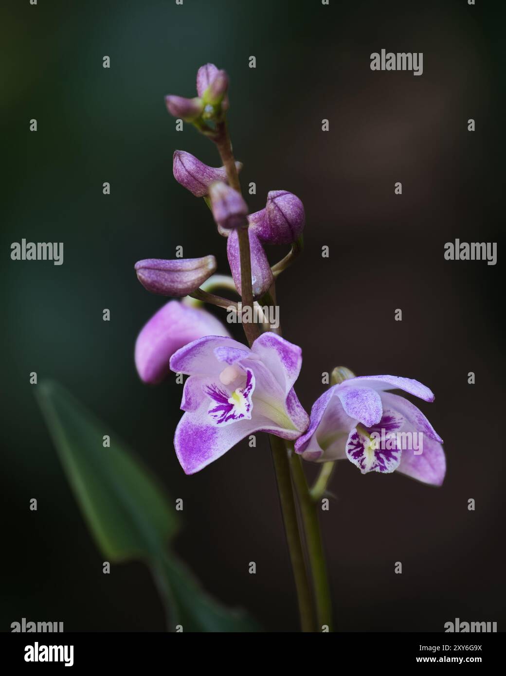 Roccia rosa immagini e fotografie stock ad alta risoluzione - Alamy