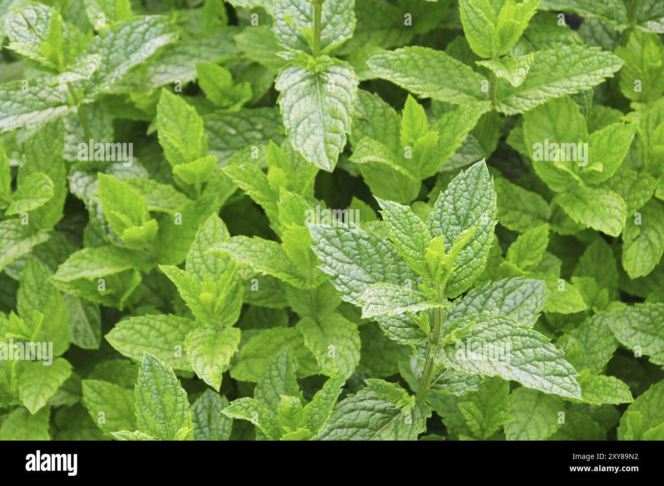 Mentha spicata ‘marocchina immagini e fotografie stock ad alta ...