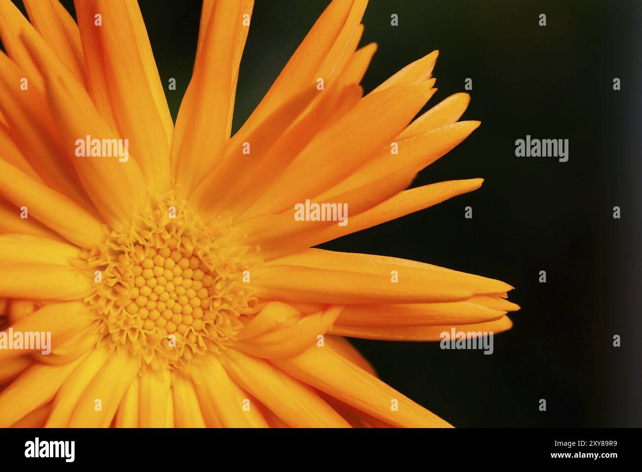 Porcupine flower immagini e fotografie stock ad alta risoluzione - Alamy