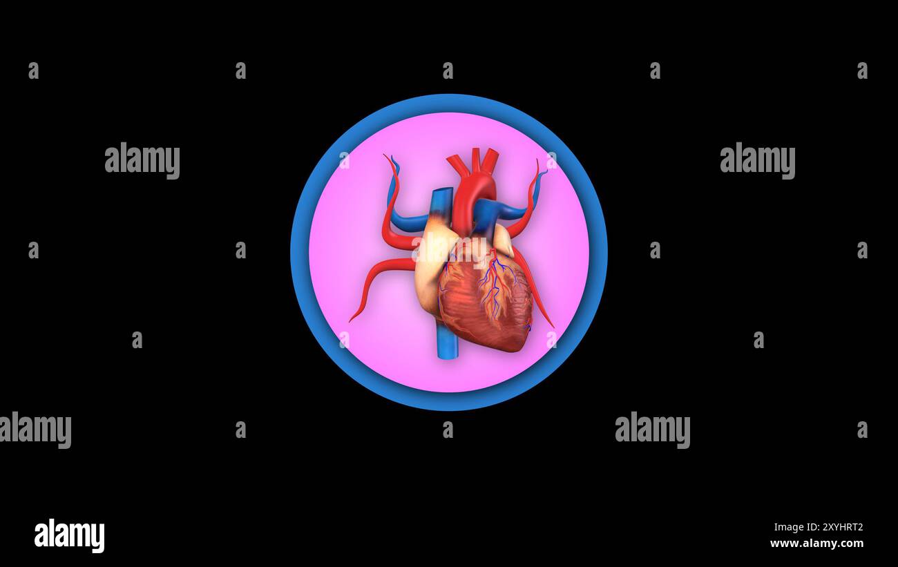 Anatomia del corpo umano e del cuore 3d immagini e fotografie stock ad ...