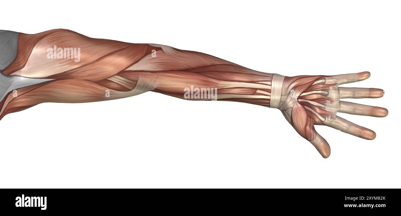 Anatomia del braccio umano immagini e fotografie stock ad alta ...