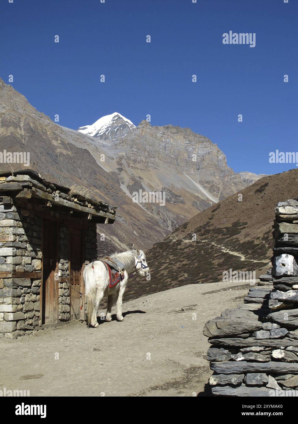 Alpini mulo immagini e fotografie stock ad alta risoluzione - Alamy