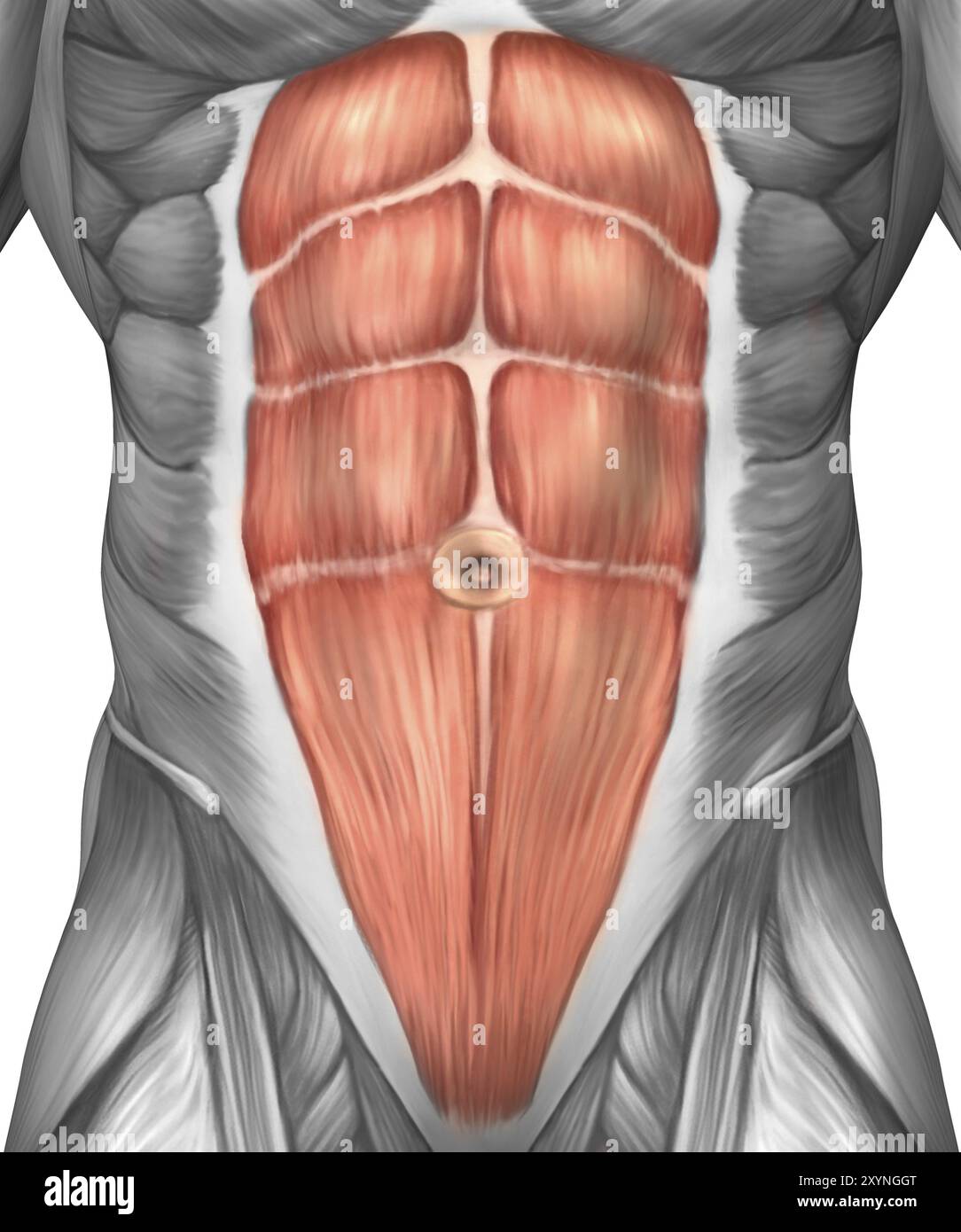 Illustrazione di anatomia dei muscoli addominali maschili immagini e ...
