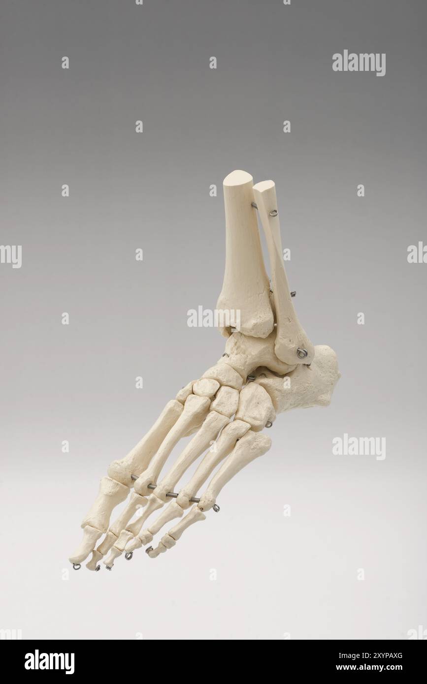 Scheletro del piede immagini e fotografie stock ad alta risoluzione - Alamy