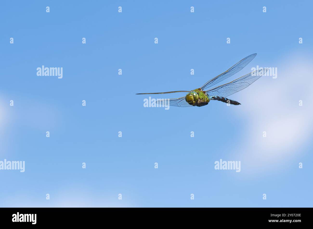 Grande libellula reale immagini e fotografie stock ad alta risoluzione ...