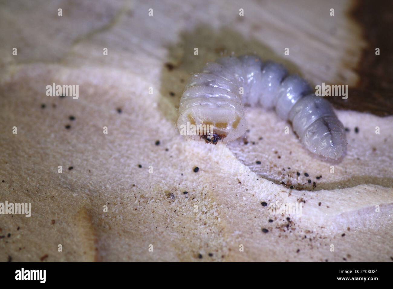 Larva di scolitidi immagini e fotografie stock ad alta risoluzione - Alamy
