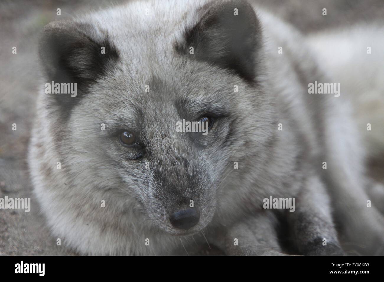 Ritmi biologici immagini e fotografie stock ad alta risoluzione - Alamy