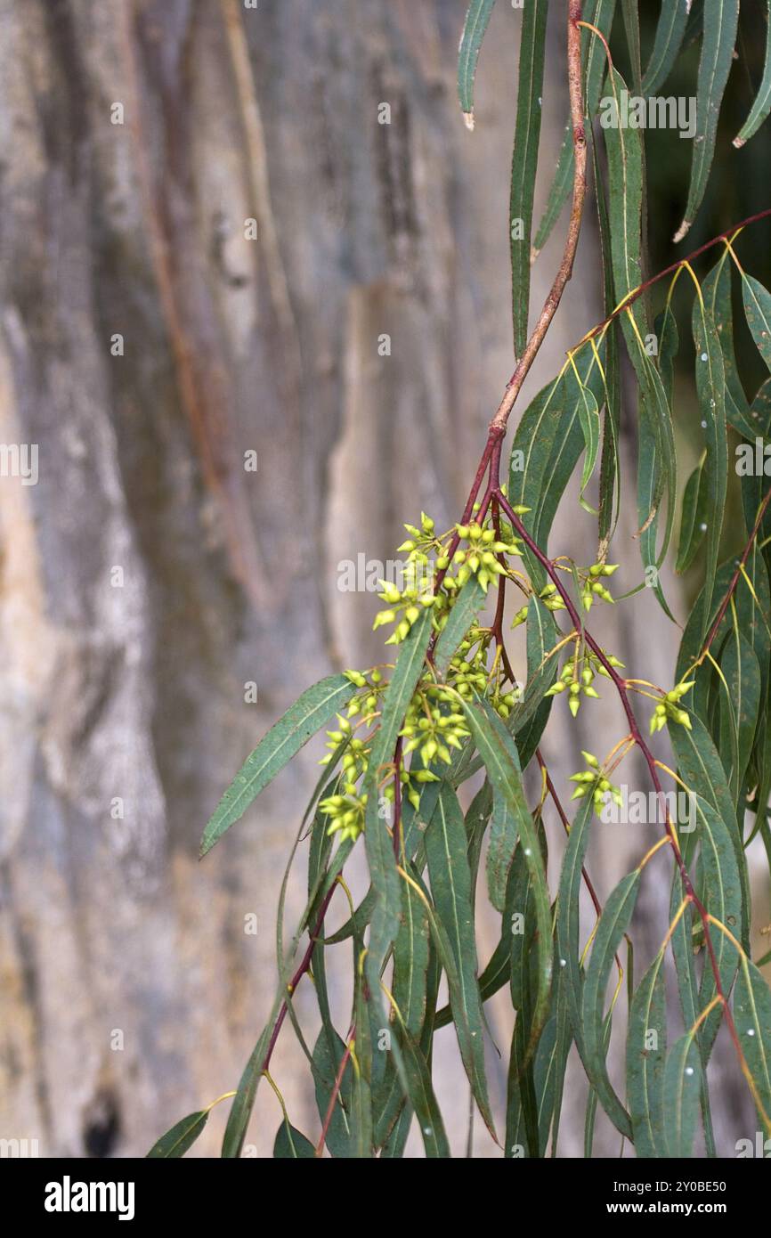 Eukalyptus eukalyptus eukalyptus immagini e fotografie stock ad alta ...