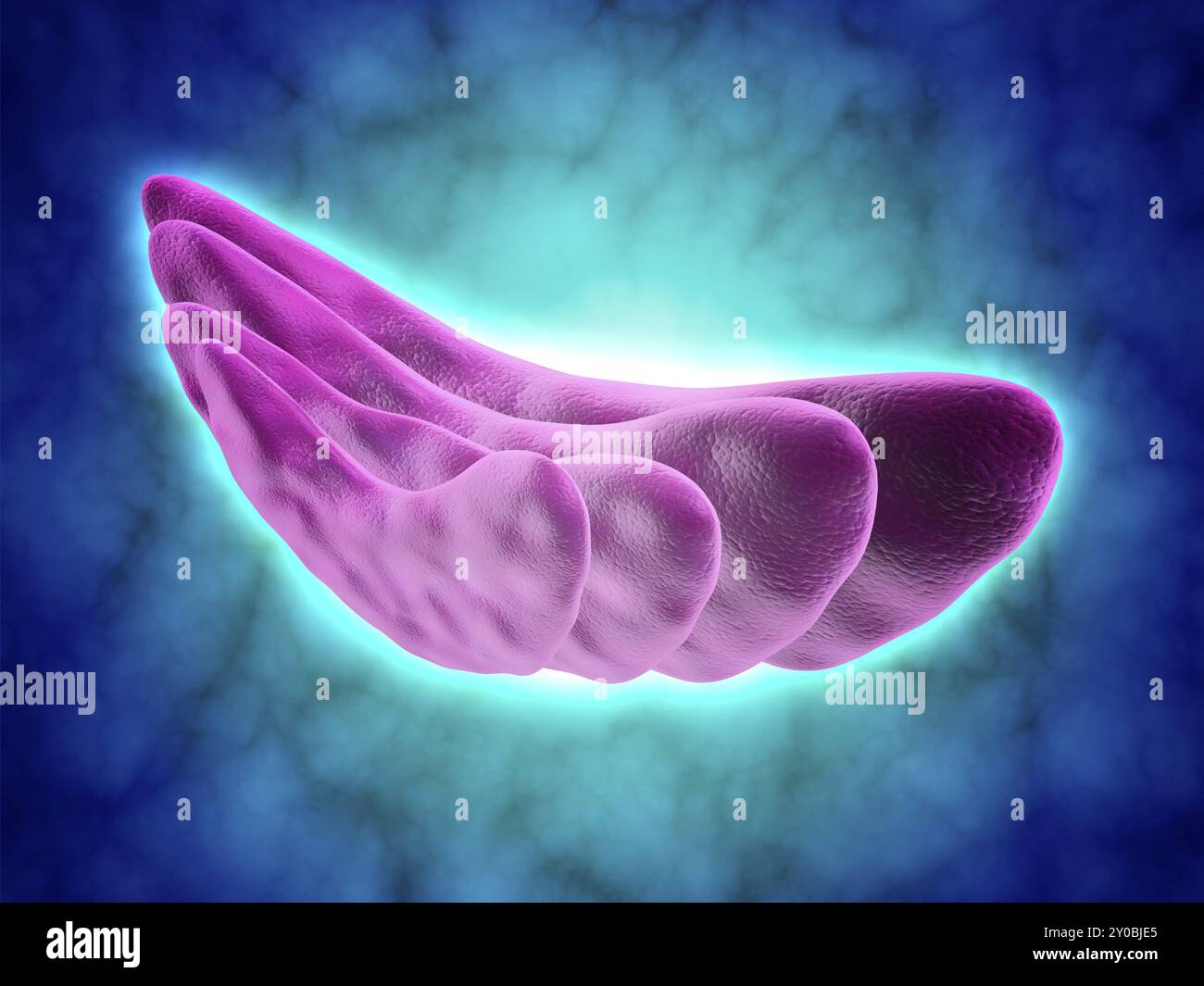Celulas eucariotas y sus partes immagini e fotografie stock ad alta ...