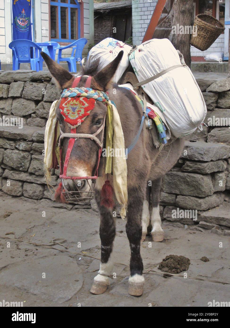Alpini mulo immagini e fotografie stock ad alta risoluzione - Alamy