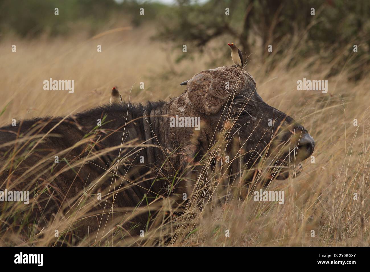 Animale cornuto immagini e fotografie stock ad alta risoluzione - Alamy
