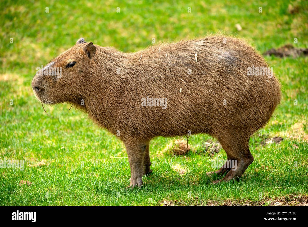 Animale capibara immagini e fotografie stock ad alta risoluzione - Alamy