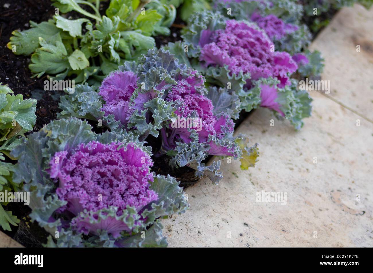 Pianta d'accento per uso ornamentale immagini e fotografie stock ad ...