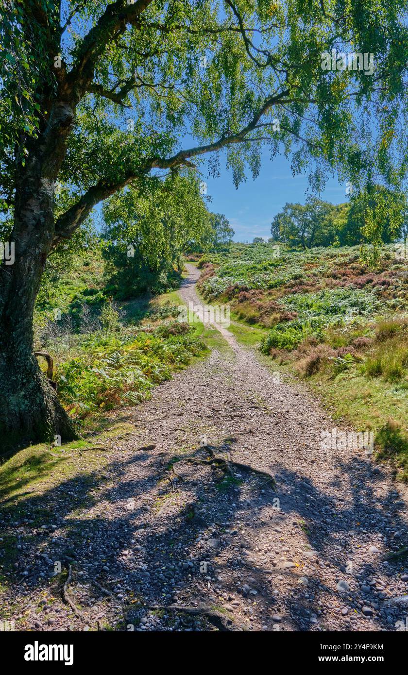 Brughiera dello staffordshire immagini e fotografie stock ad alta ...