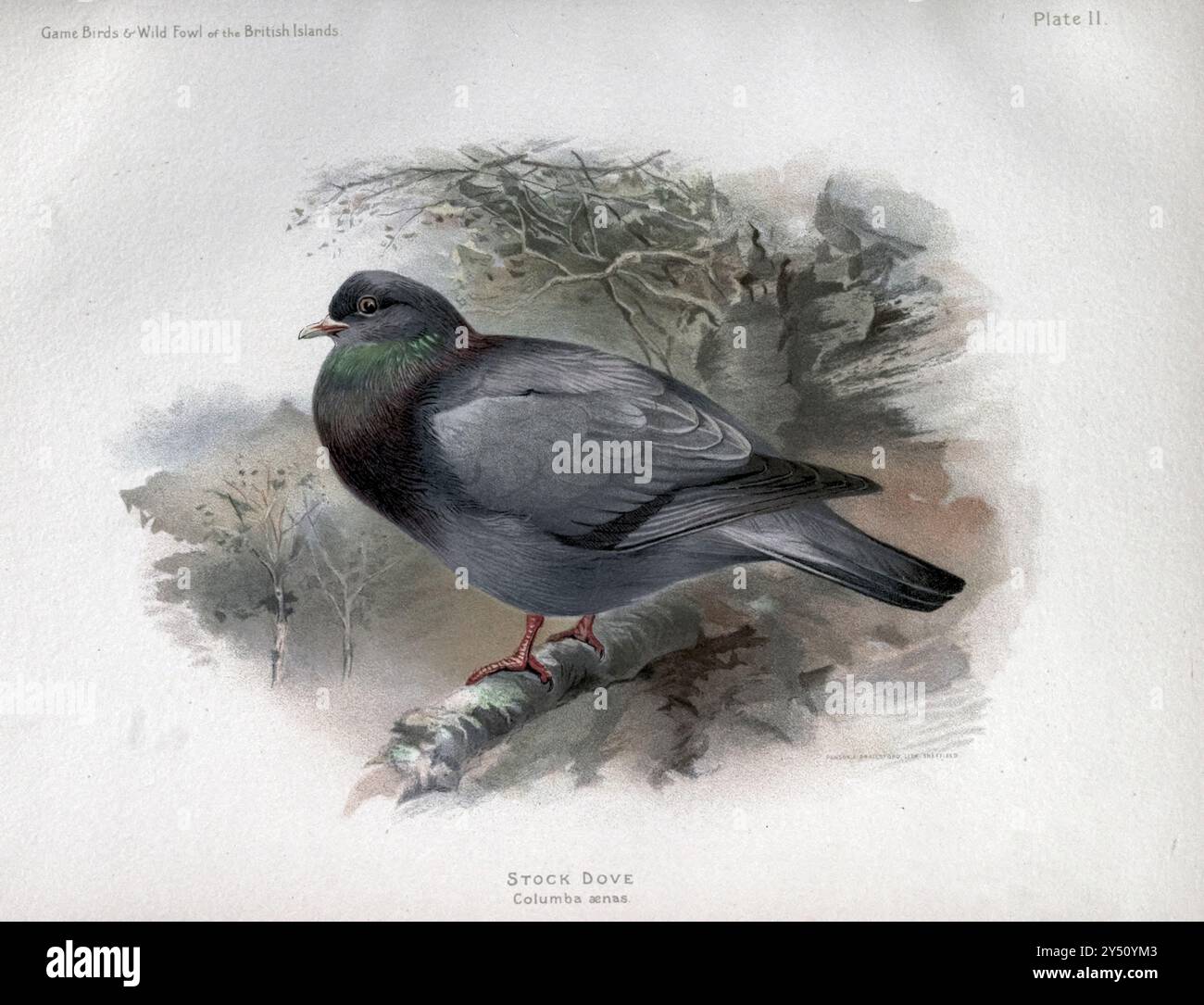 Stock colomba o stock piccione (Columba oenas qui come Columba aenas ...