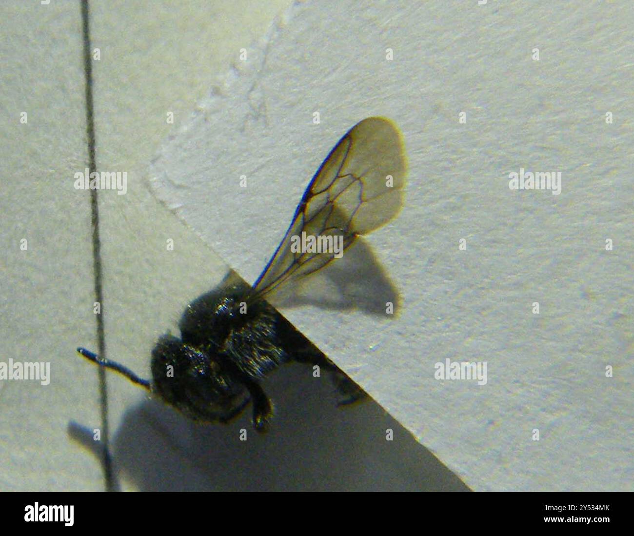 Ape scura maculata immagini e fotografie stock ad alta risoluzione - Alamy