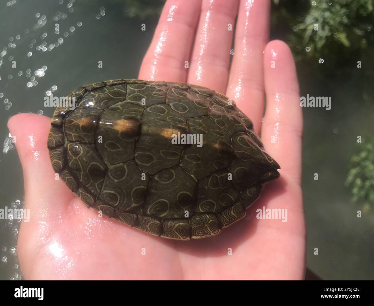 Texas map turtle immagini e fotografie stock ad alta risoluzione - Alamy