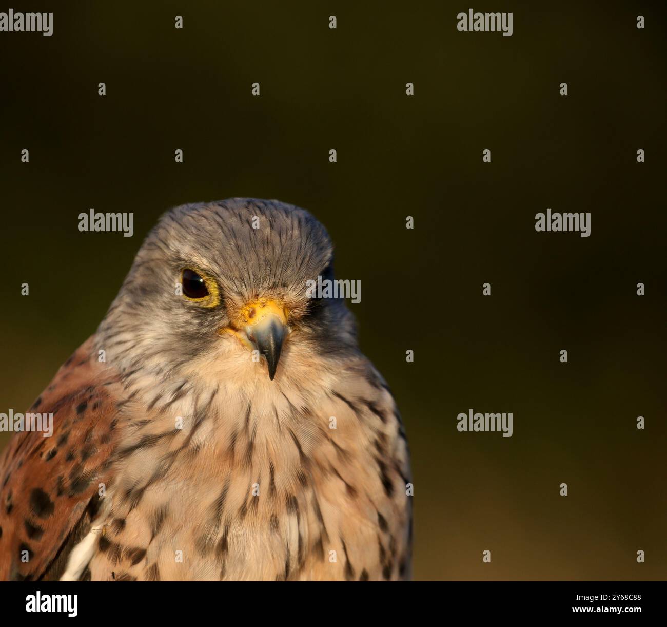 Maschio gheppio falco tinnunculus immagini e fotografie stock ad alta ...