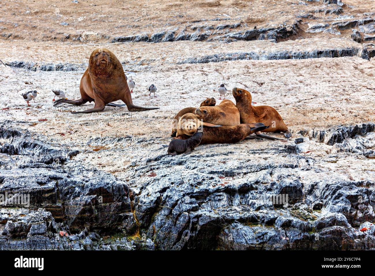 Fauna marina sudamericana immagini e fotografie stock ad alta ...
