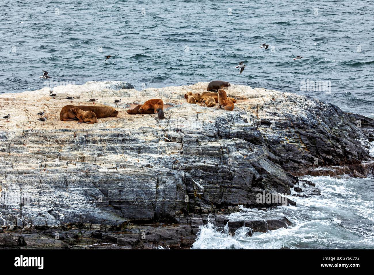 Fauna marina sudamericana immagini e fotografie stock ad alta ...