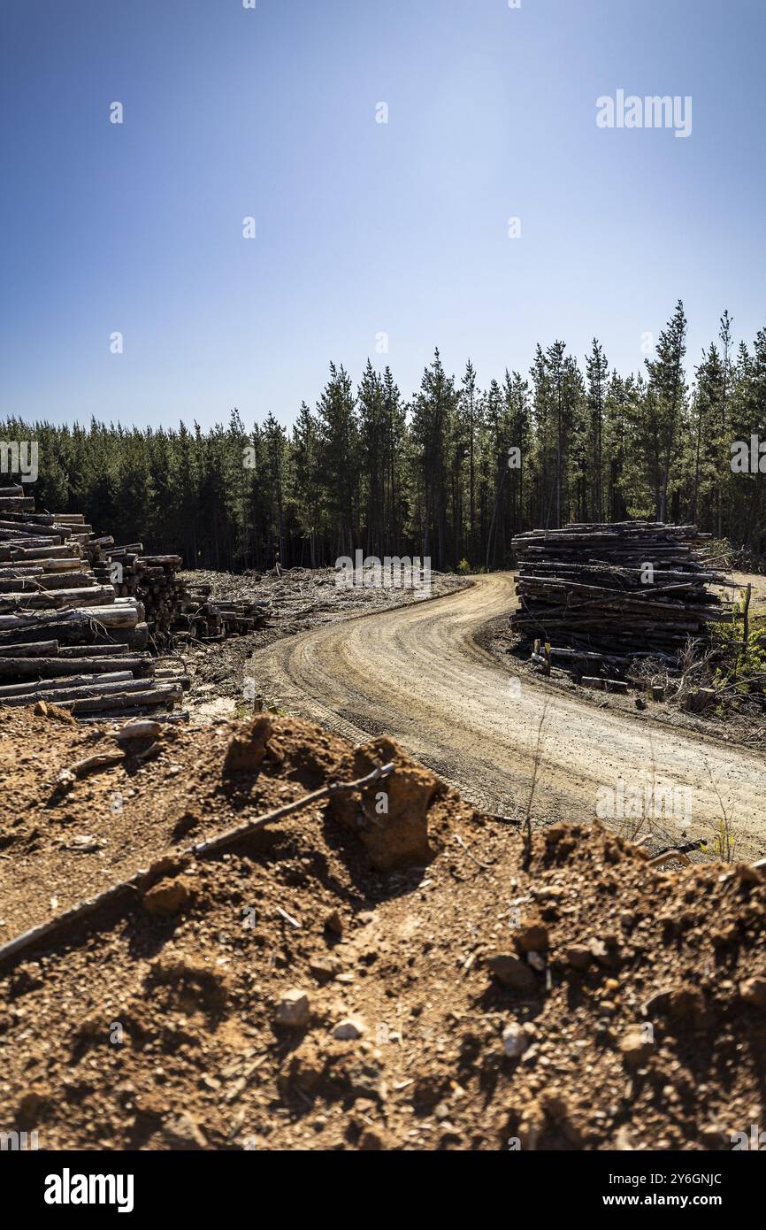 Durante il Rally Chile 2024, undicesima prova del WRC World Rally Car Championship 2024, dal 26 ...