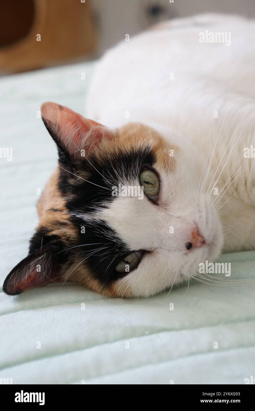 Razze di gatti calico immagini e fotografie stock ad alta risoluzione ...