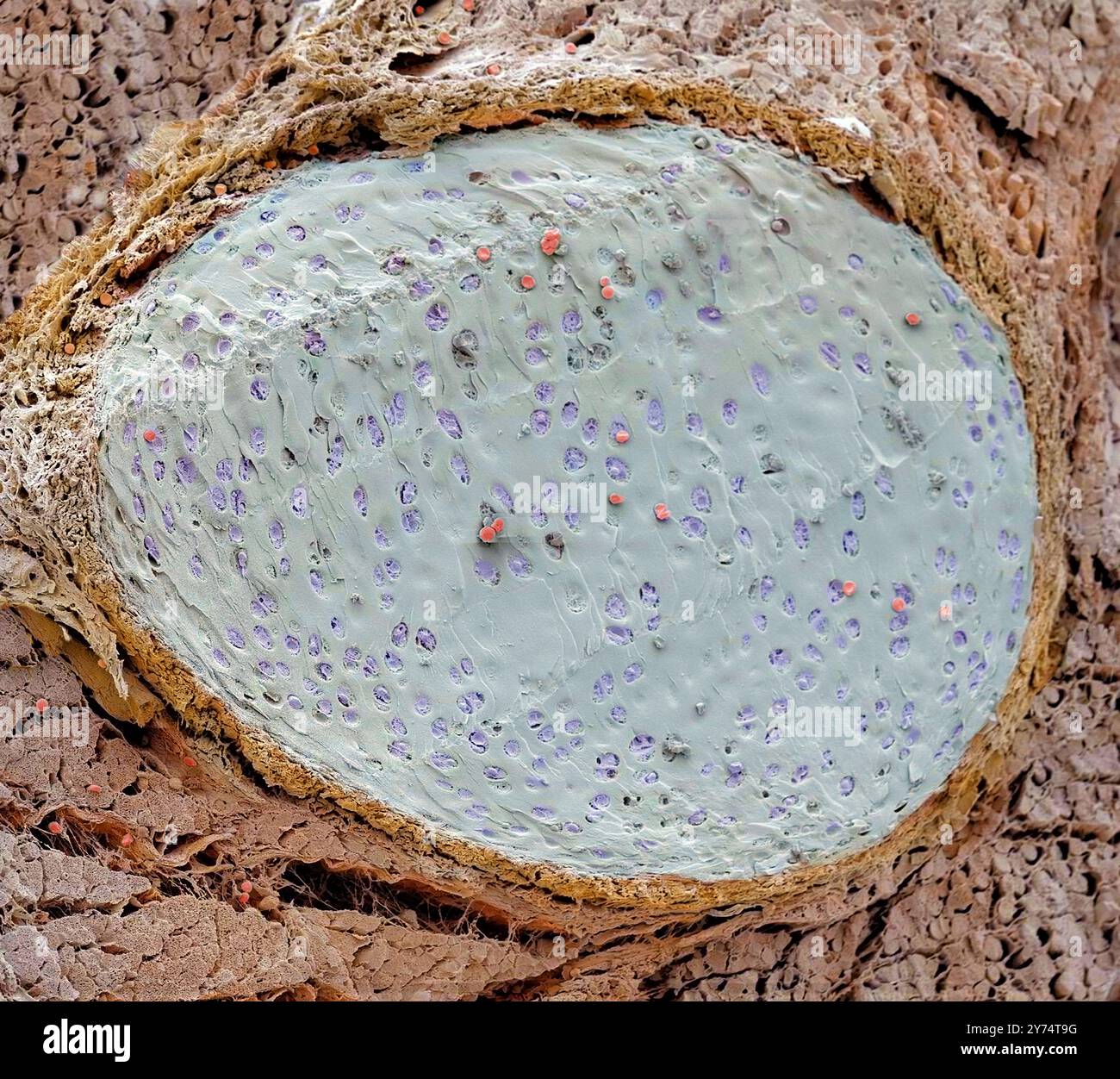 Cellula produttrice di ossa immagini e fotografie stock ad alta ...