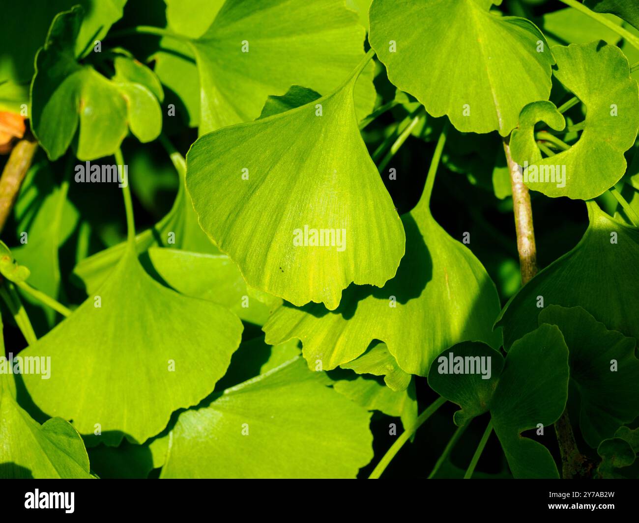 Dichotomous venation immagini e fotografie stock ad alta risoluzione ...