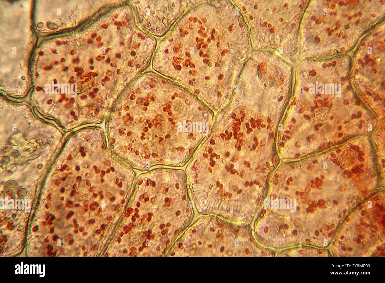 Foto al microscopio scientifico immagini e fotografie stock ad alta ...