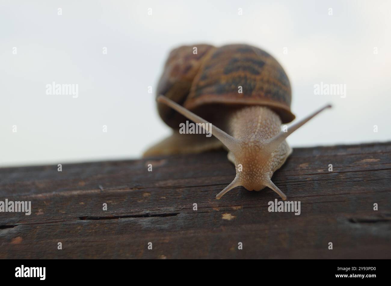 Faccia da lumaca immagini e fotografie stock ad alta risoluzione - Alamy