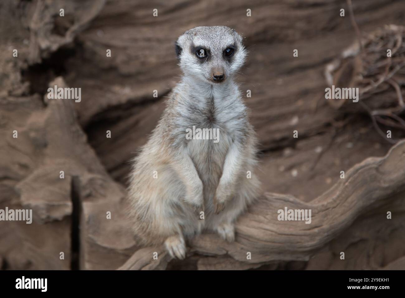 Suricata suricato immagini e fotografie stock ad alta risoluzione - Alamy