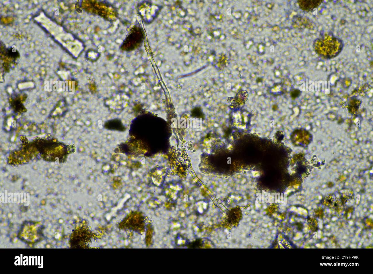 microrganismi e biologia del suolo, con nematodi e funghi al ...
