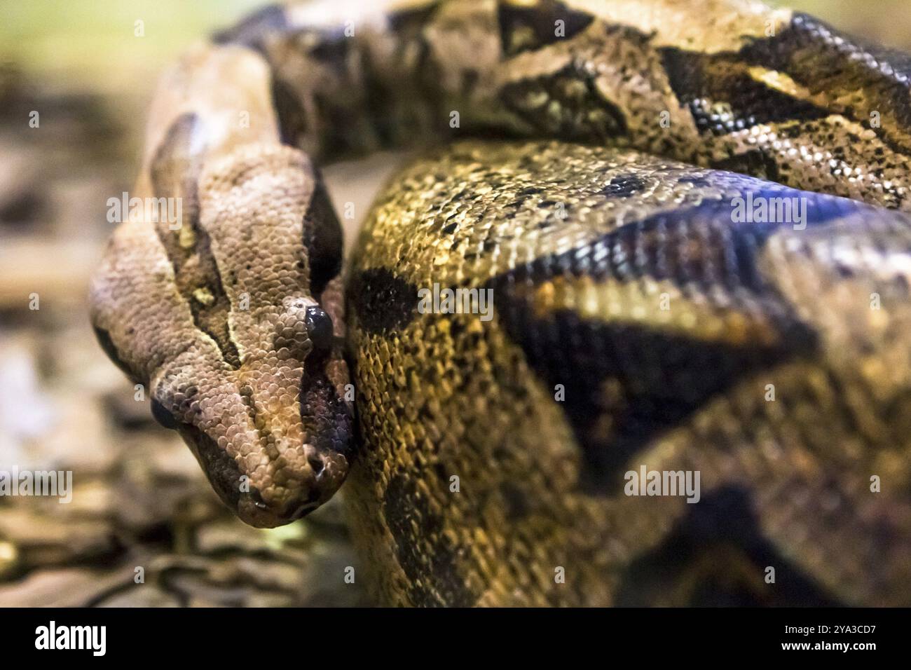Boa boa constrictor dalla coda rossa immagini e fotografie stock ad ...