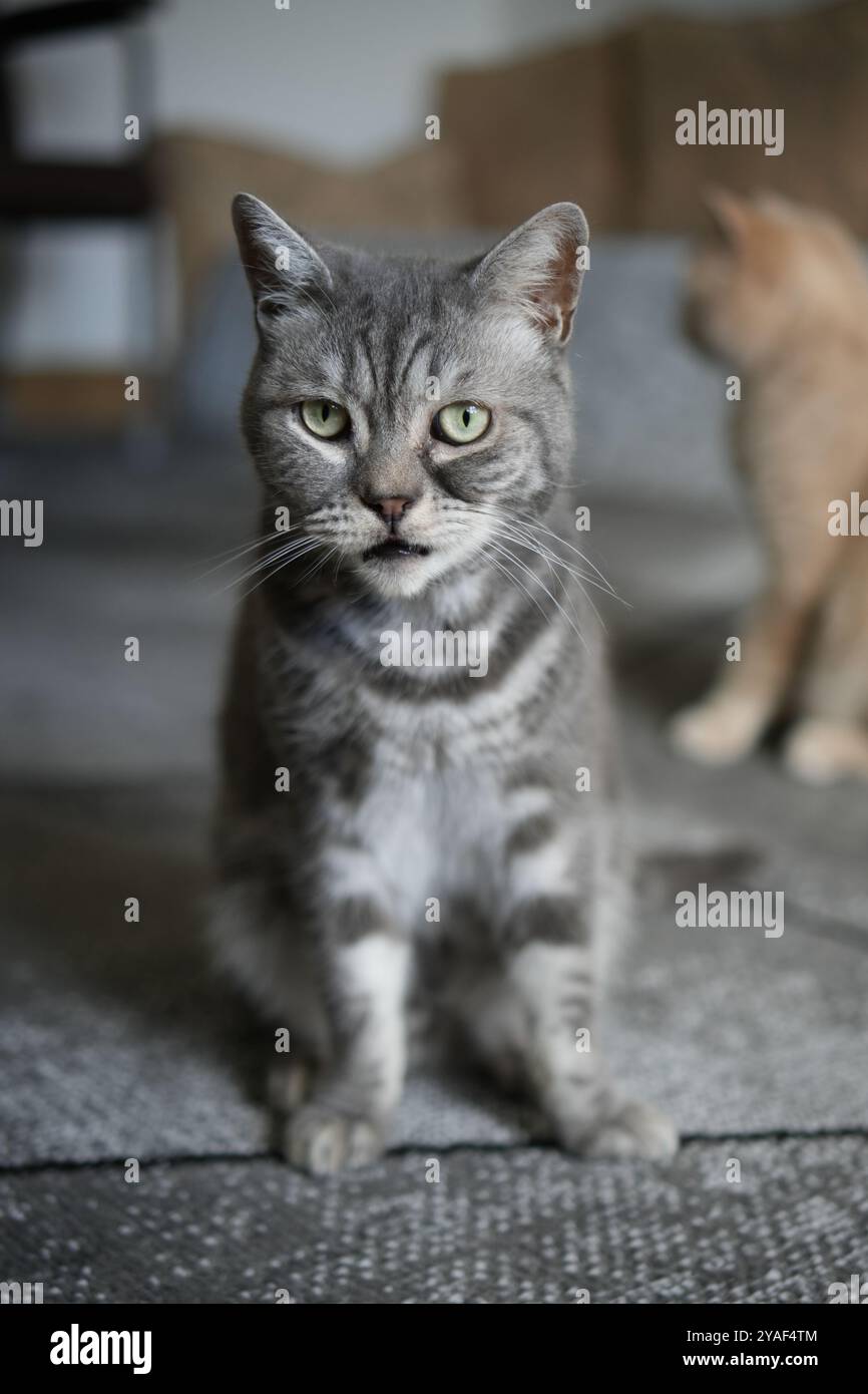 British short hair cat immagini e fotografie stock ad alta risoluzione ...