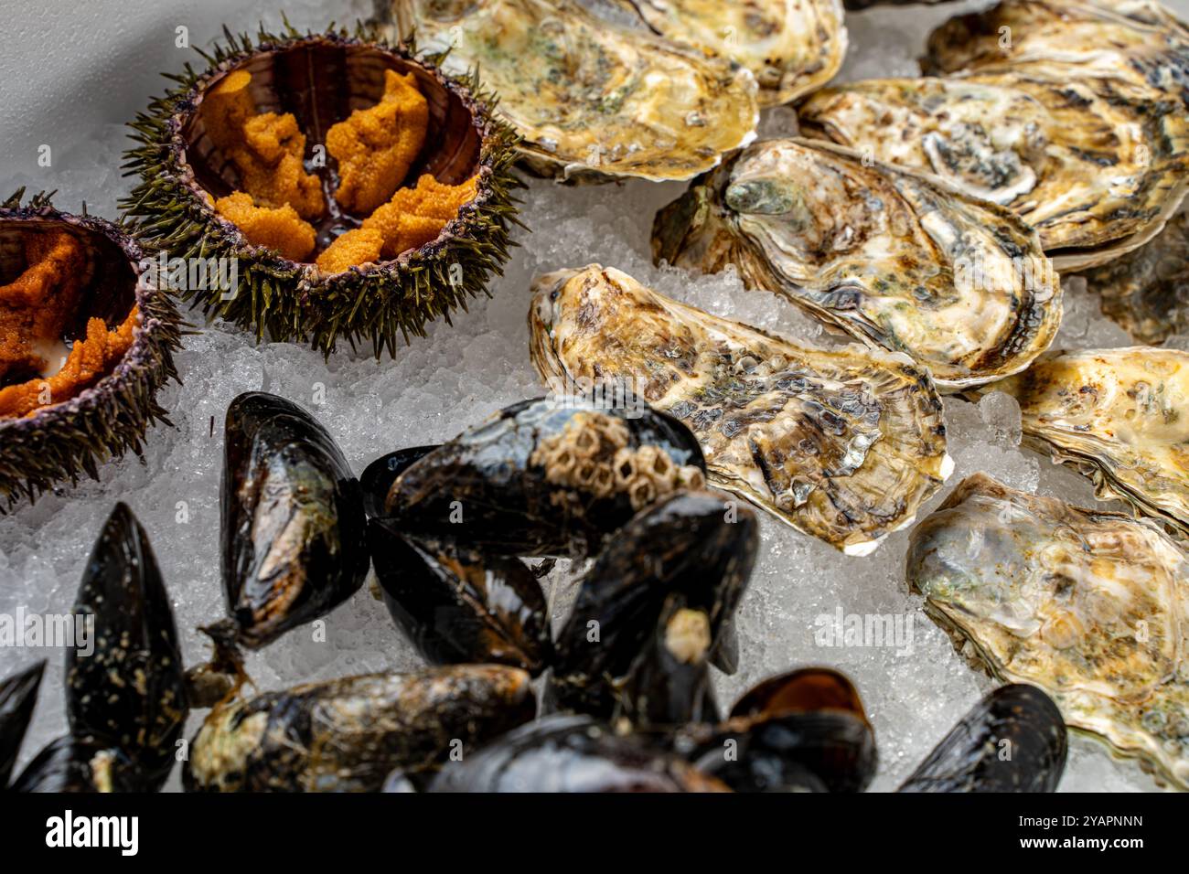 Ricci di mare sul ghiaccio immagini e fotografie stock ad alta ...