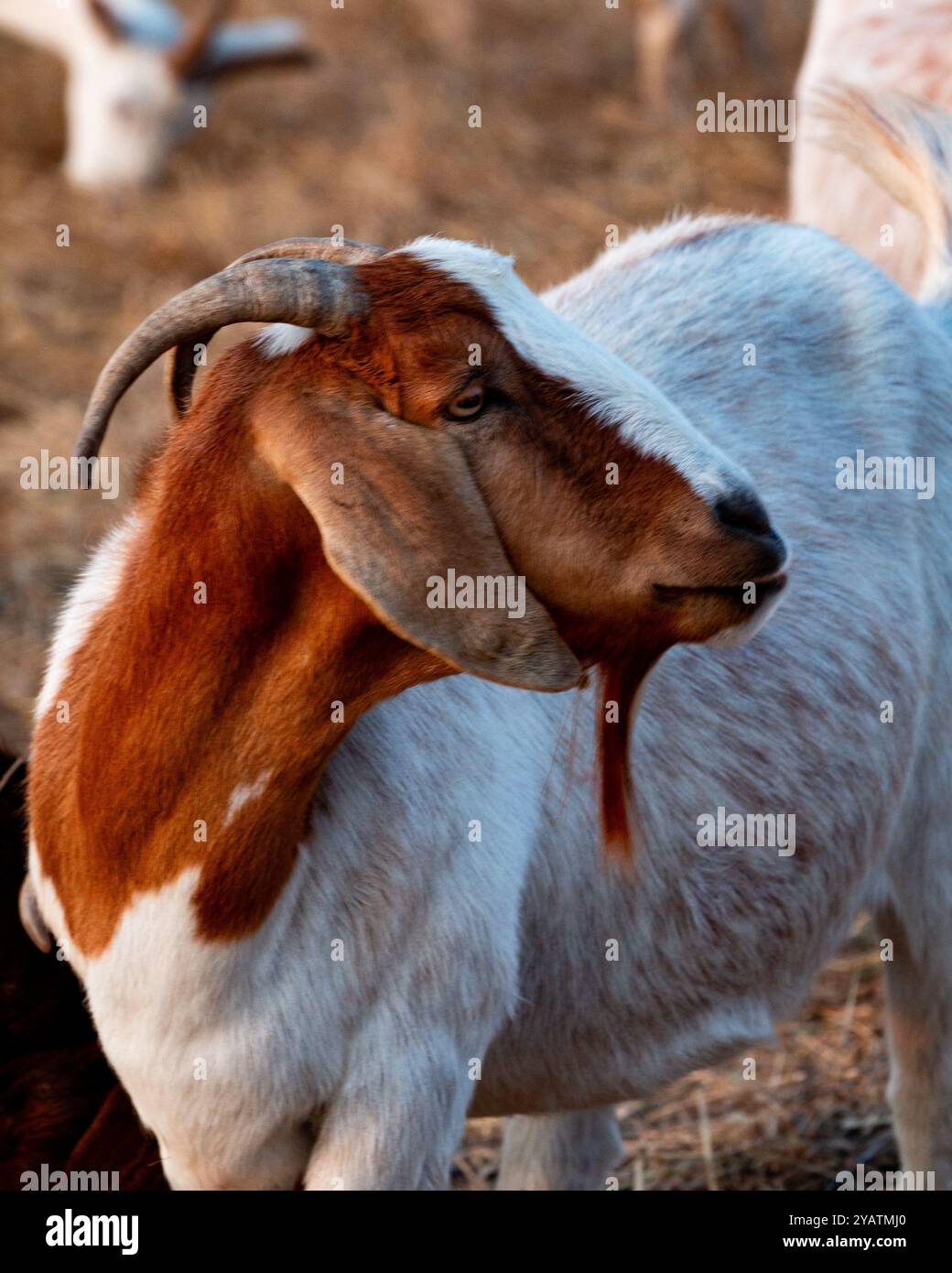 Capra funzionante immagini e fotografie stock ad alta risoluzione - Alamy