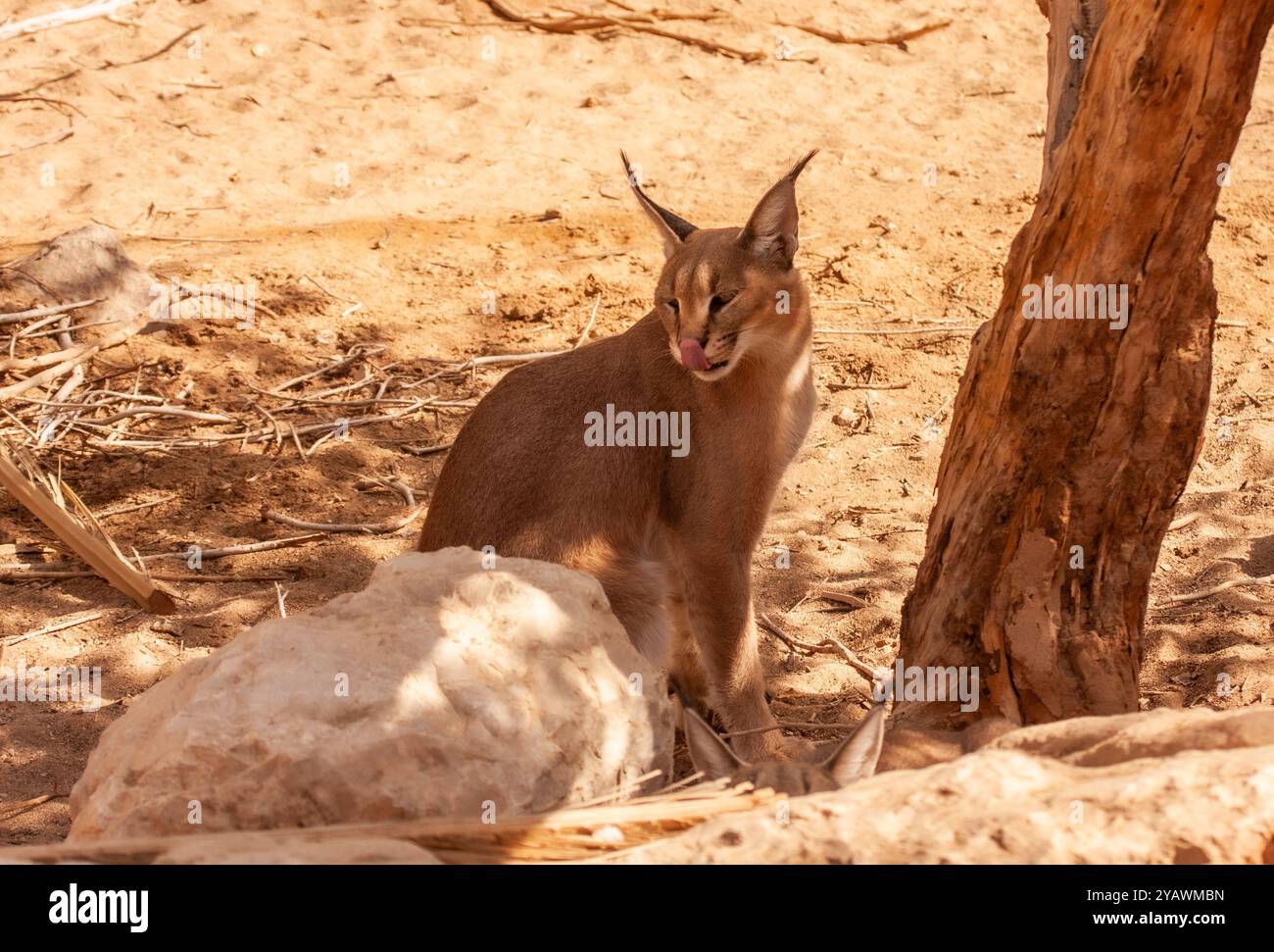 Specie di caracal immagini e fotografie stock ad alta risoluzione - Alamy